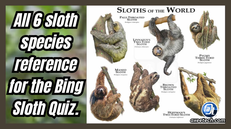Bing Sloth Quiz: 2026 Verified Answers, Sloth Species Guide, and ...