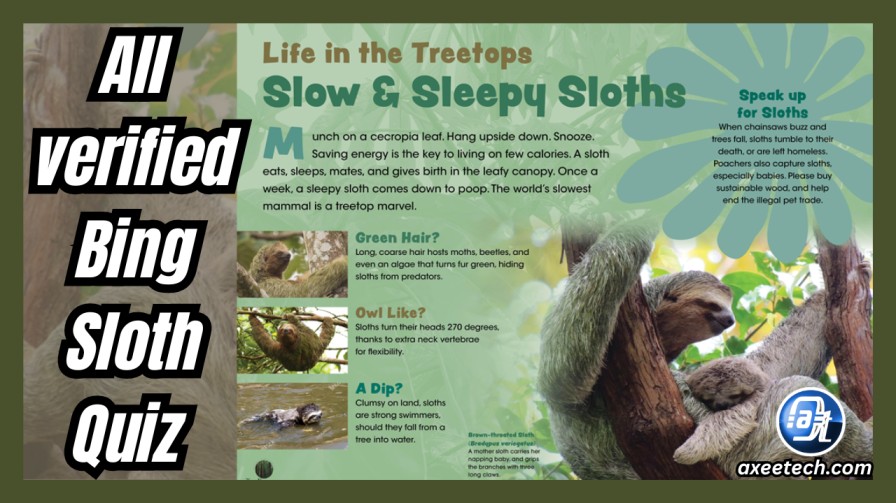 Bing Sloth Quiz: 2026 Verified Answers, Sloth Species Guide, and ...